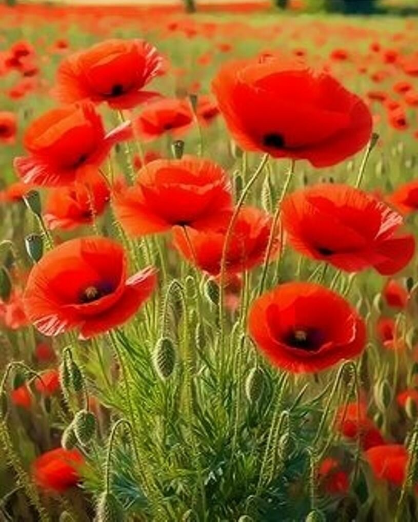 Картина по номерам на подрамнике 40*50 см "Поле маков"