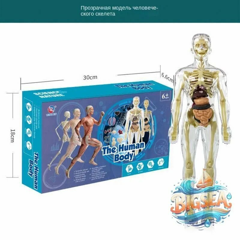 2024 Развивающая настольная игра "Строение тела " , макет человека с органами для детей от 5 лет с детской энциклопедией