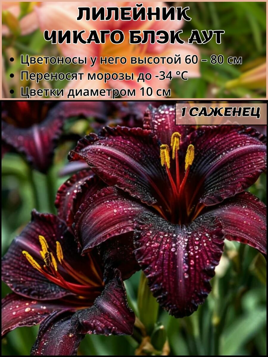 Лилейник саженец, многолетник 1 штука