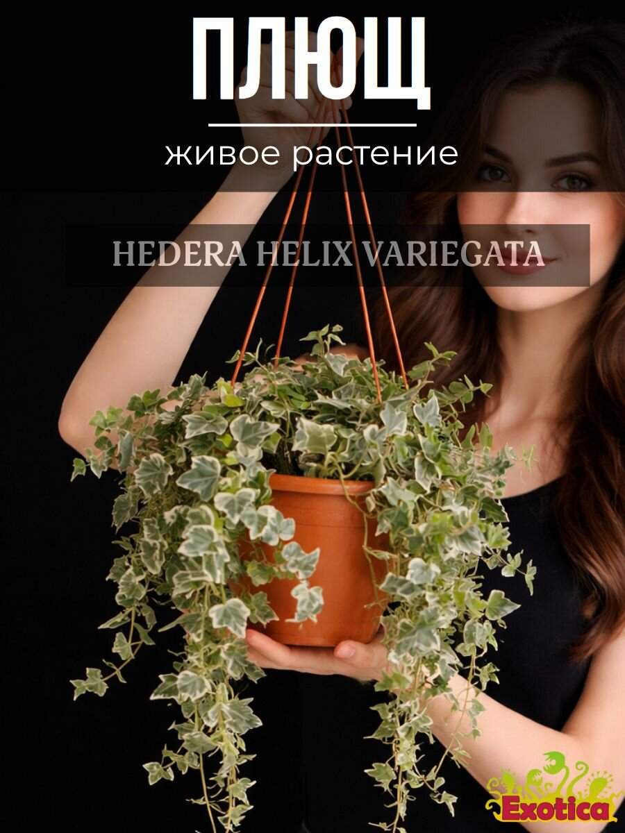 Хедера Хеликс Вариегата (Hedera Helix Variegata) D6см, плющ саженец