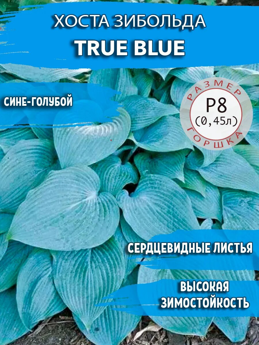 Хоста Зибольда True Blue