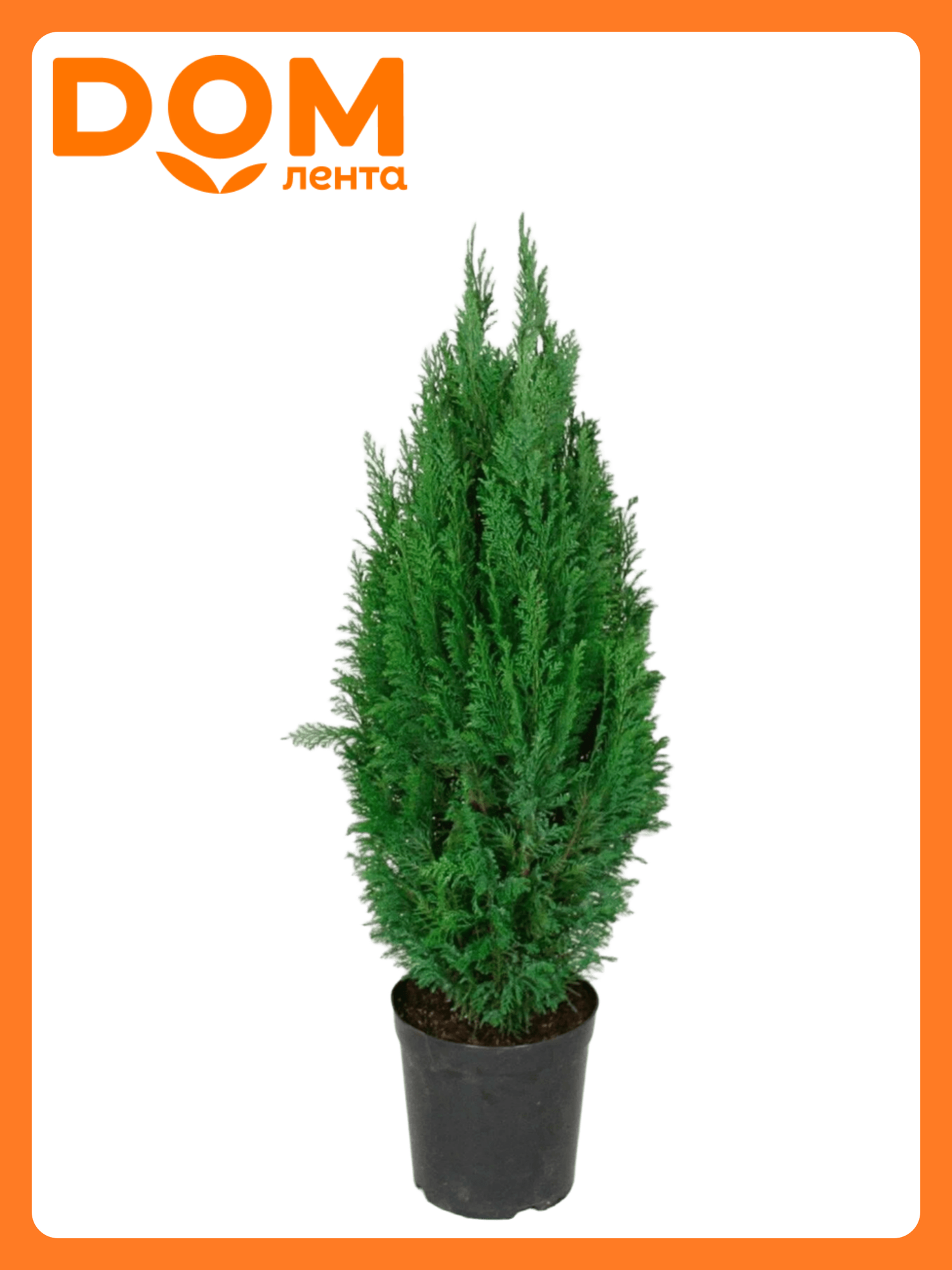 Растение Пихта нордман ниана 881932 С2 H20-30