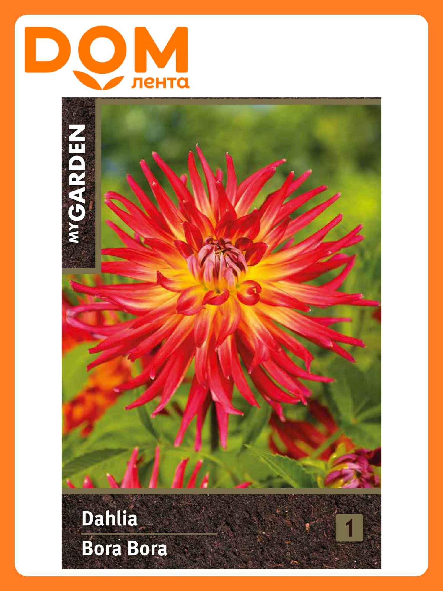 Георгина кактусовая Бора Бора