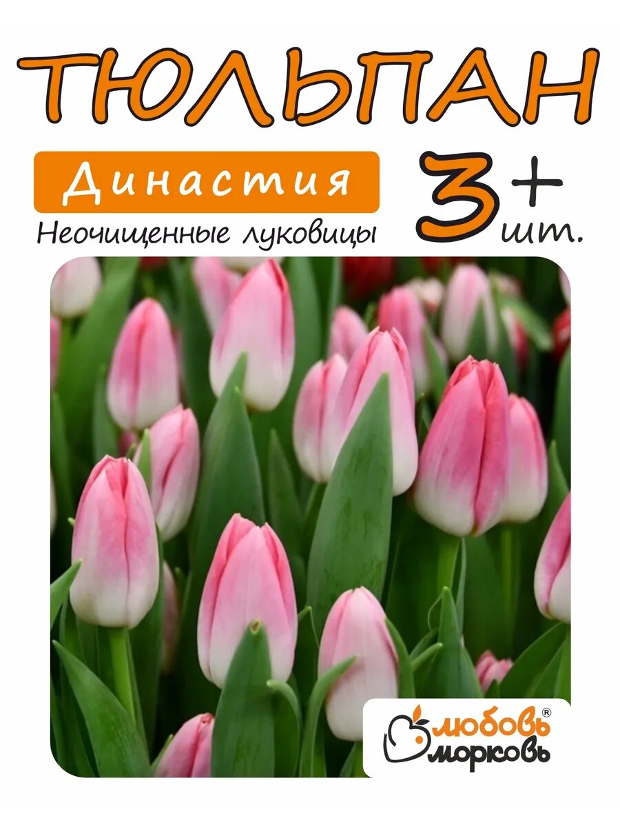 Тюльпан Луковица, Династия 3+ шт