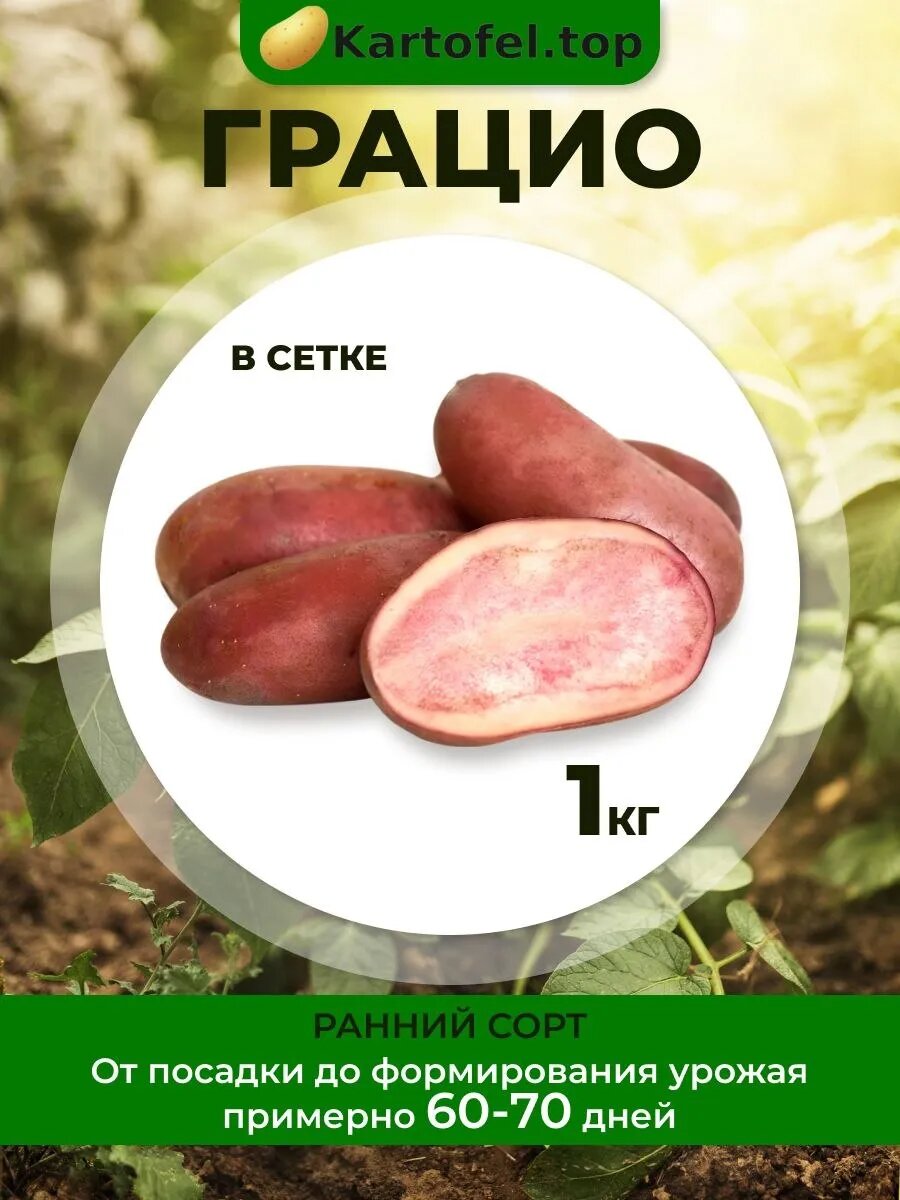Картофель семенной Грацио 1 кг
