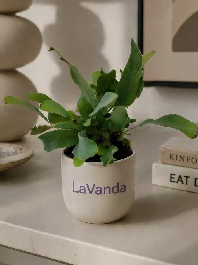 Флебодиум Блю Стар / Phlebodium aureum 'Blue Star' / Голубой папоротник