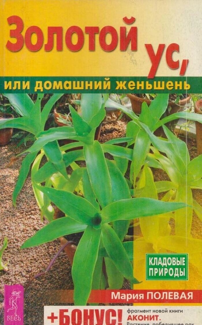 Золотой ус, или Домашний женьшень