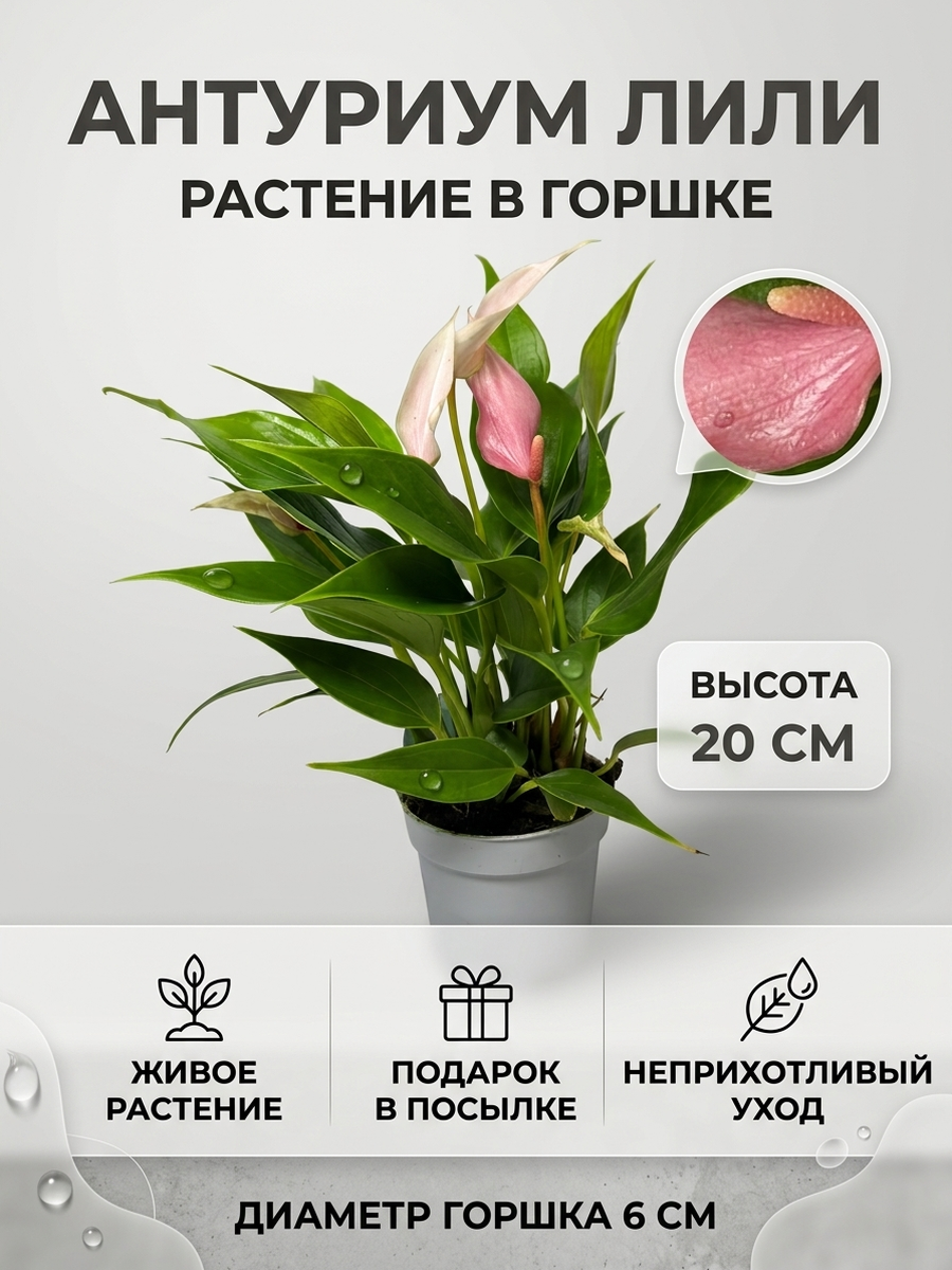 Антуриум Лили розовый живое комнатное растение в горшке 6 см, высота цветка 20 см, мужское счастье