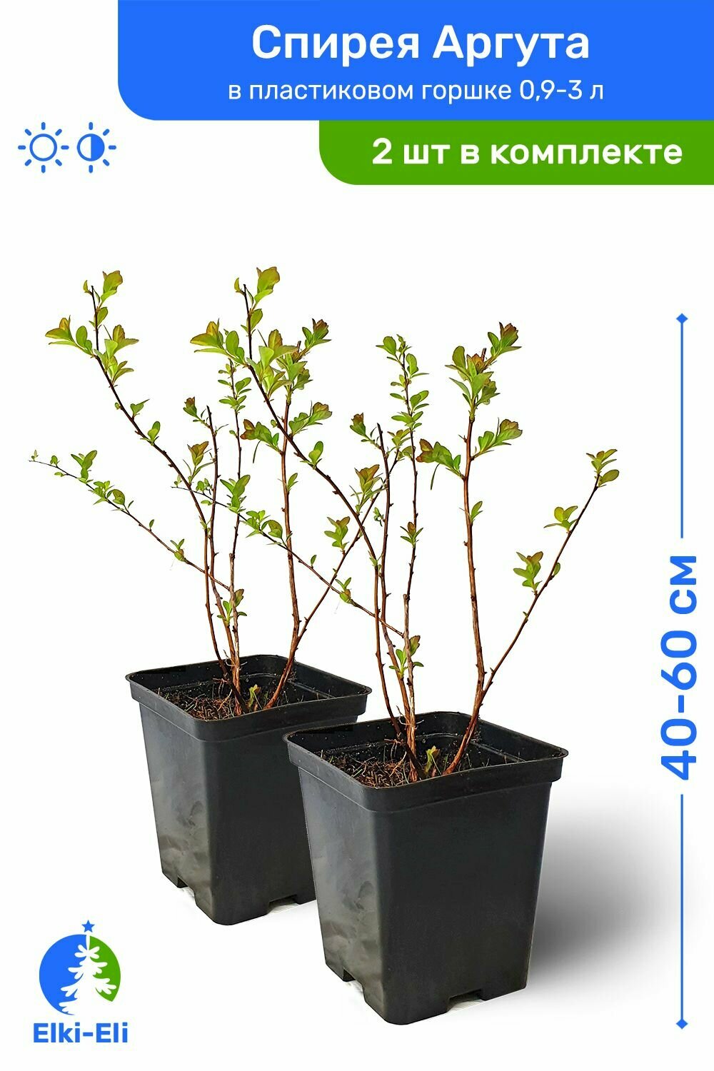 Спирея Аргута (Spiraea arguta) 40-60 см в пластиковом горшке, саженец, лиственное живое растение, комплект из 2 шт