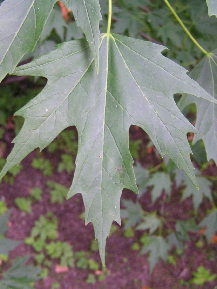 Клён сахаристый серебристый семена 10 штук