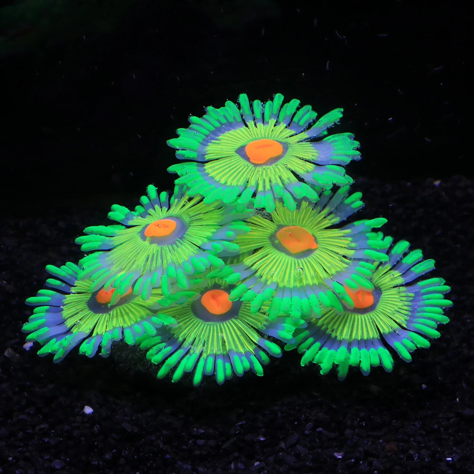 Мягкий силиконовый аквариумный коралл, аквариумные коралловые украшения, искусственный орнамент для украшения аквариума, аксессуары, подсолнух