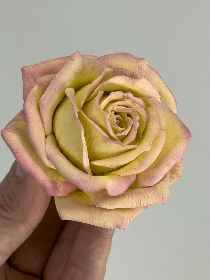 Роза Шарм форма силиконовая 3d