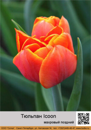 Тюльпан Айкун (Icoon) махровый поздний луковицы 20 шт сотка