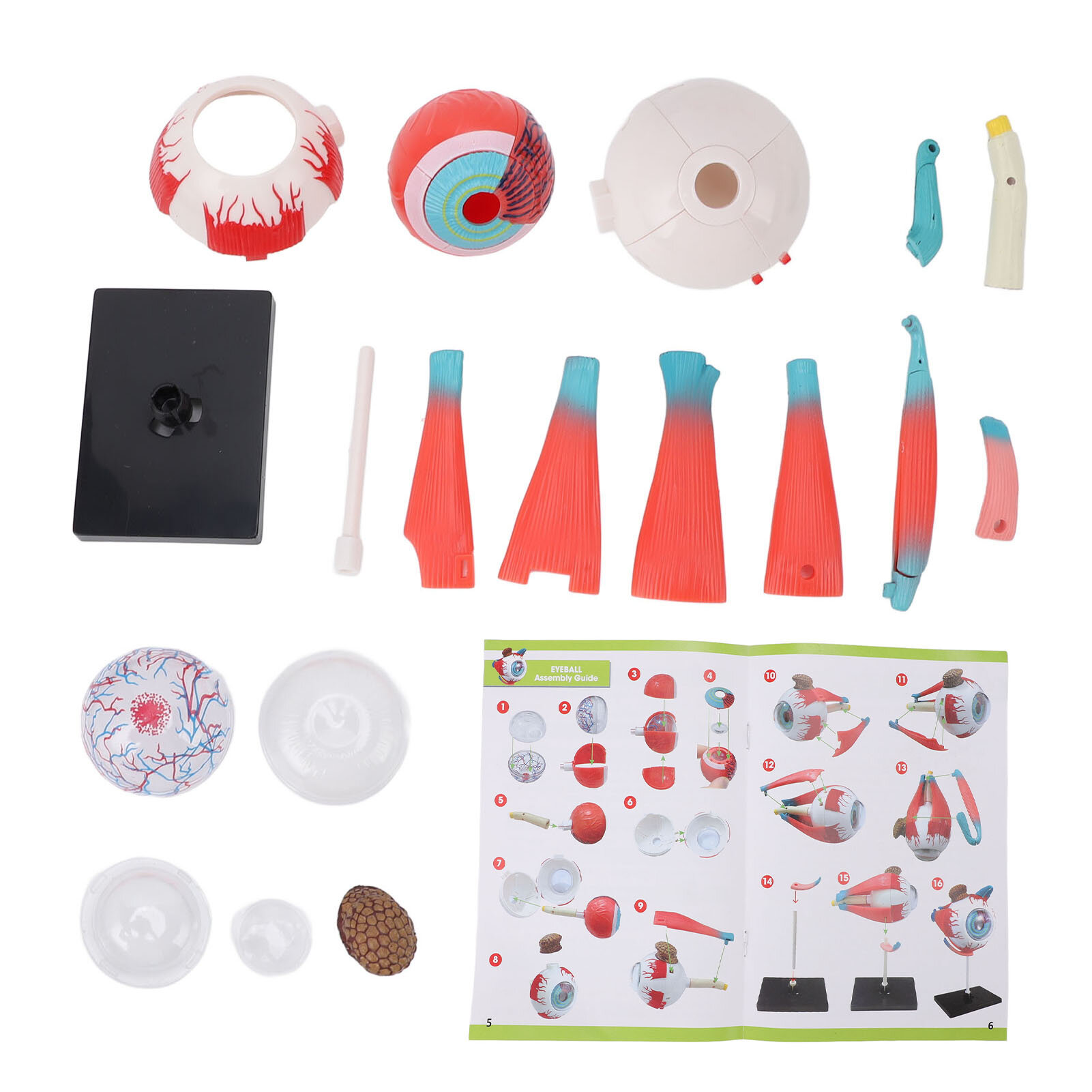 Модель глаз