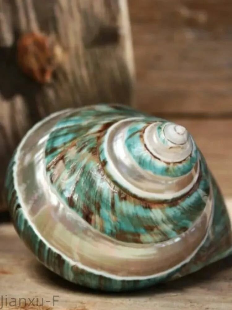 Ракушка морская, натуральная Турбо с полосой