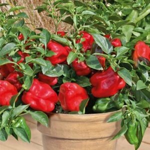 Перец сладкий Кузя