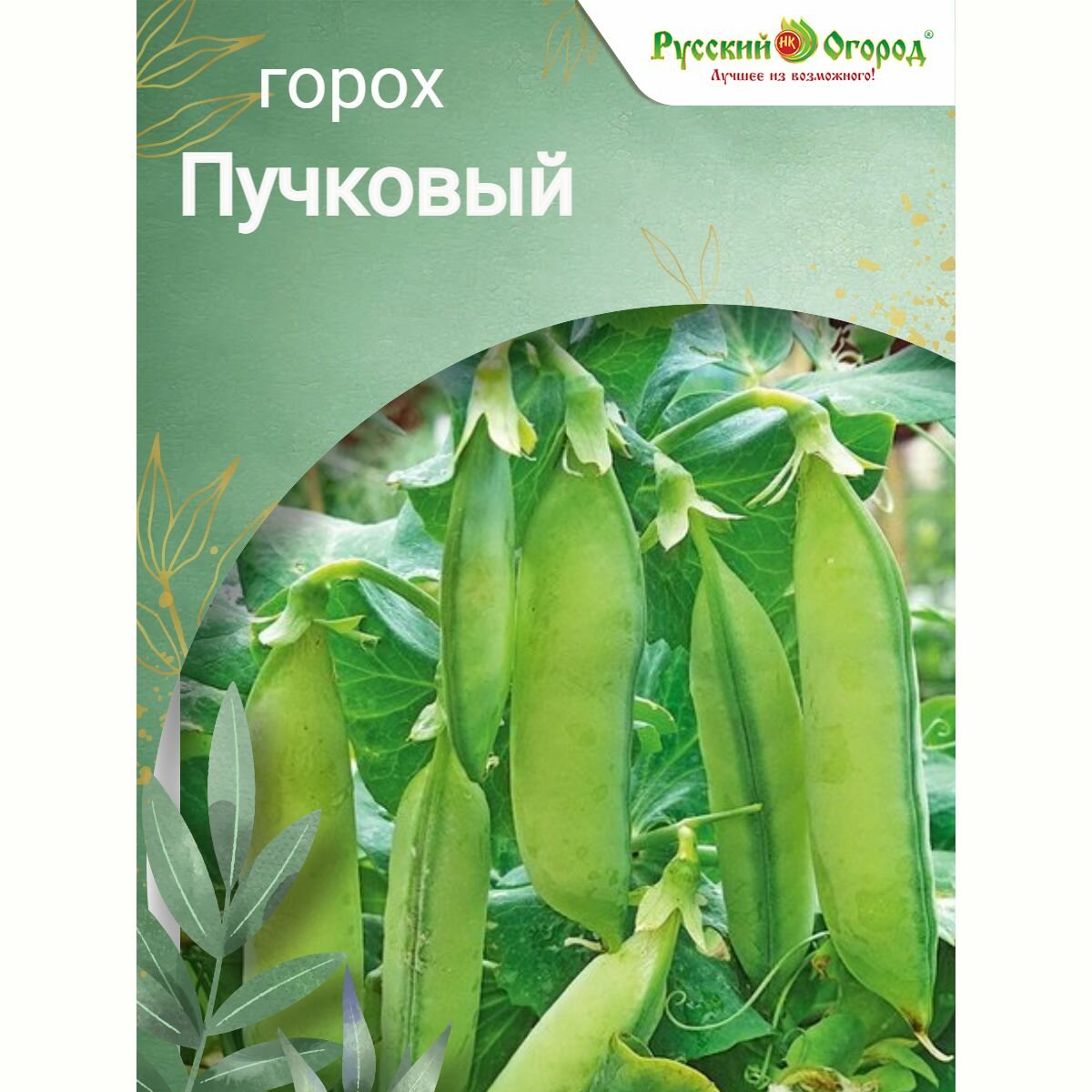 Горох Пучковый