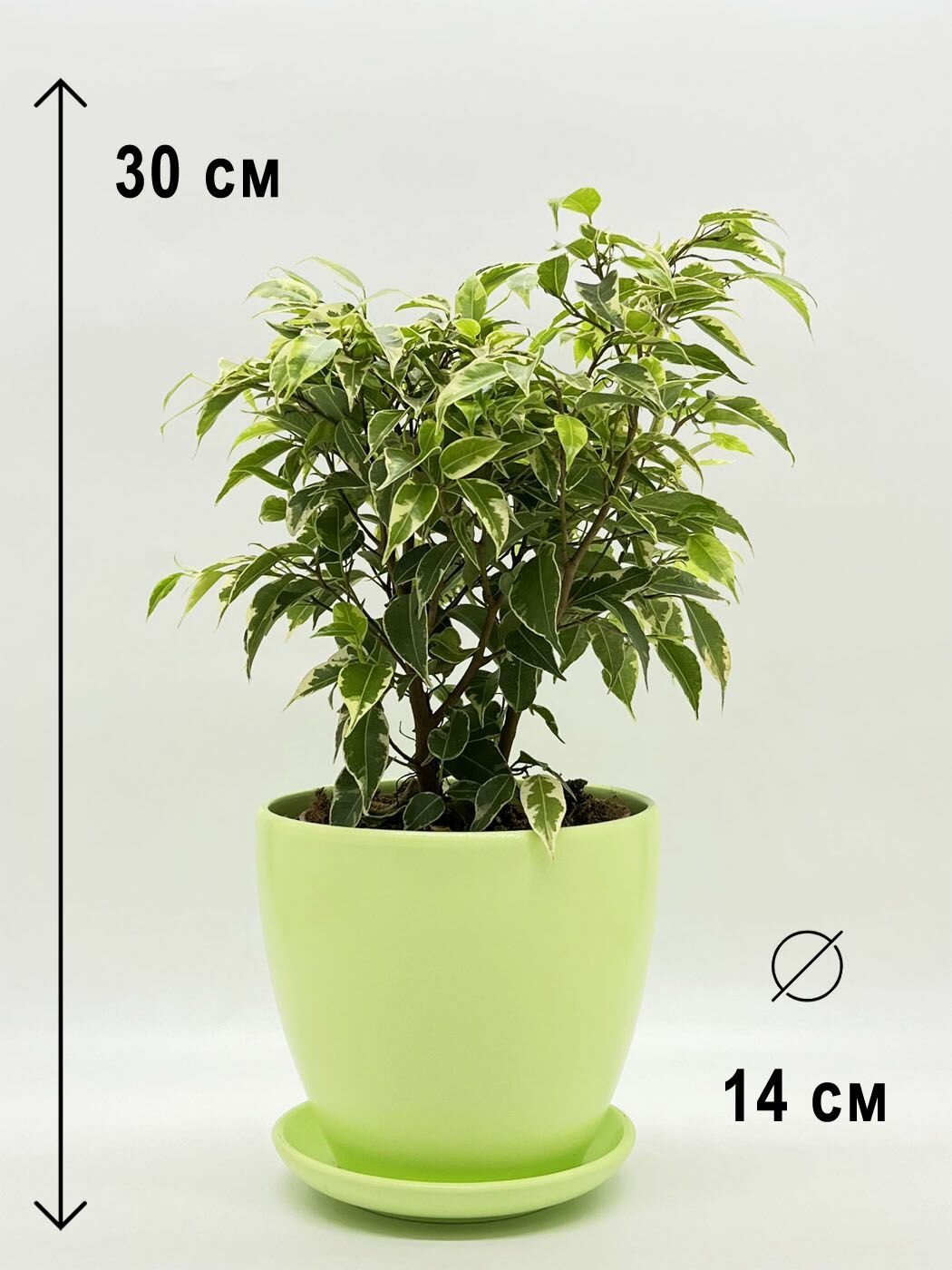 Фикус Бенджамина Кинки в керамическом салатовом горшке с поддоном, высота композиции 25-35 см