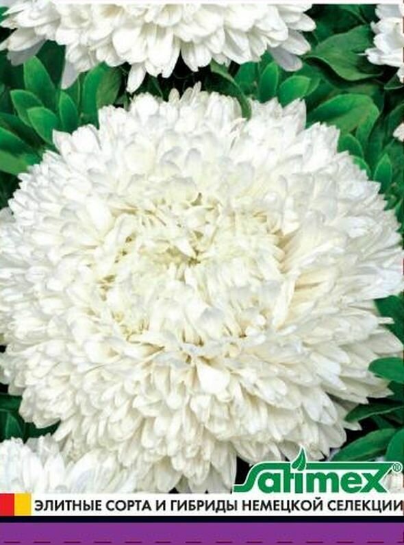 Астра Хризантелла Снежный восторг