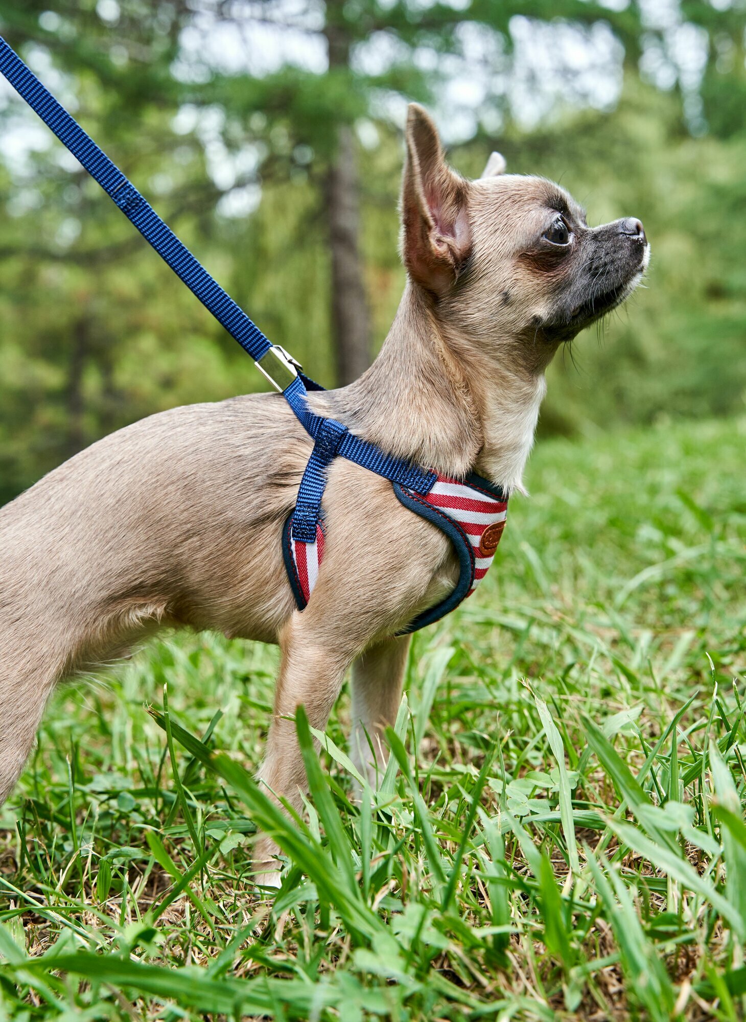 Набор шлейка + поводок Japan Premium Pet Английский стиляга с силиконовой защитой и двойным креплением, размер SS (цвет: красный)