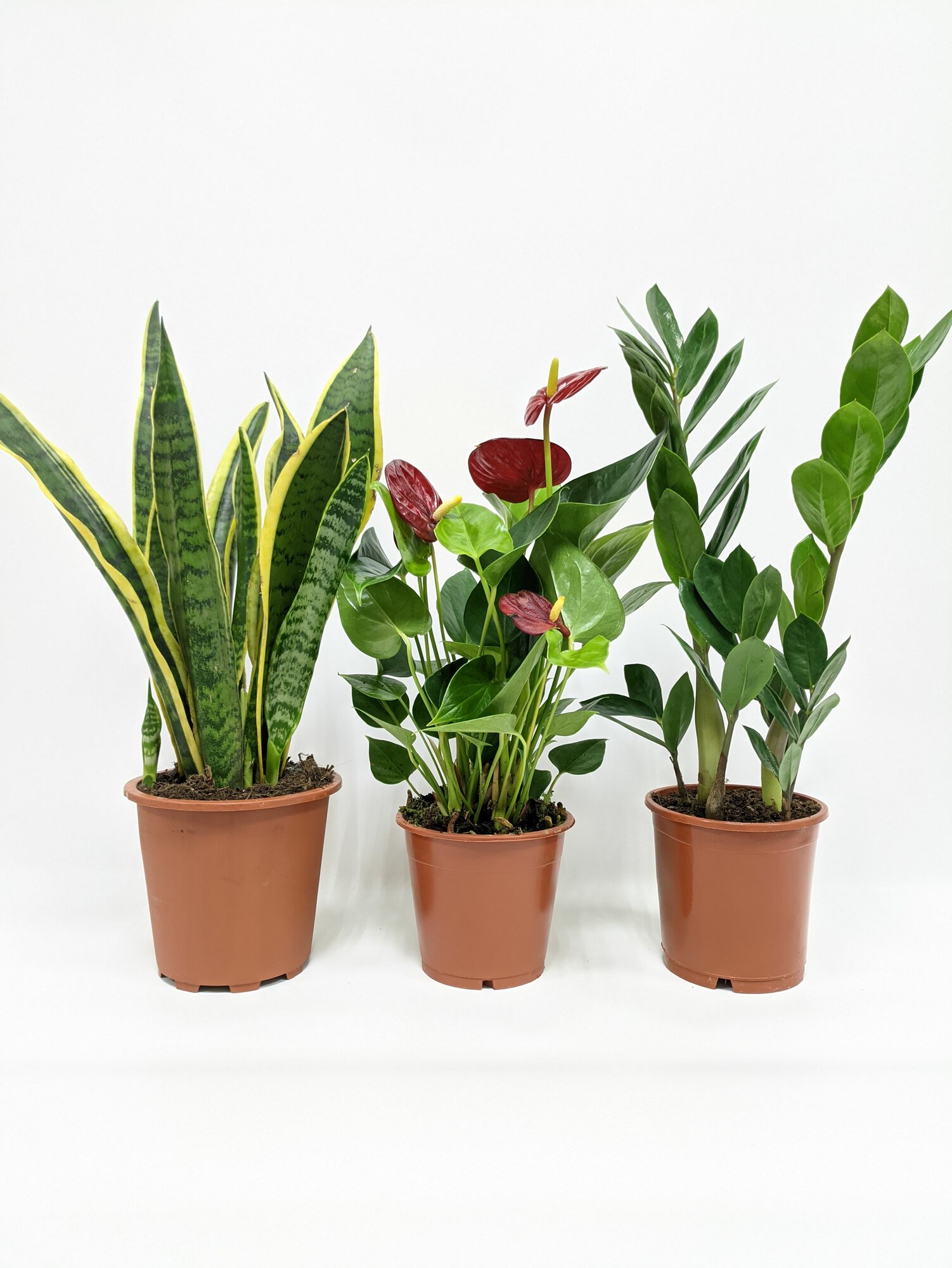 Набор 3шт: Антуриум Красный + Сансевиерия Лаурентия + Замиокулькас, диаметр горшка 12см, высота 35-45см