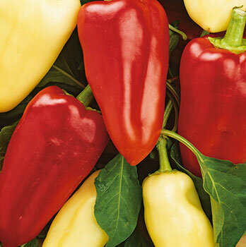 Семена перца Злата (сладкий) 0,1 гр.