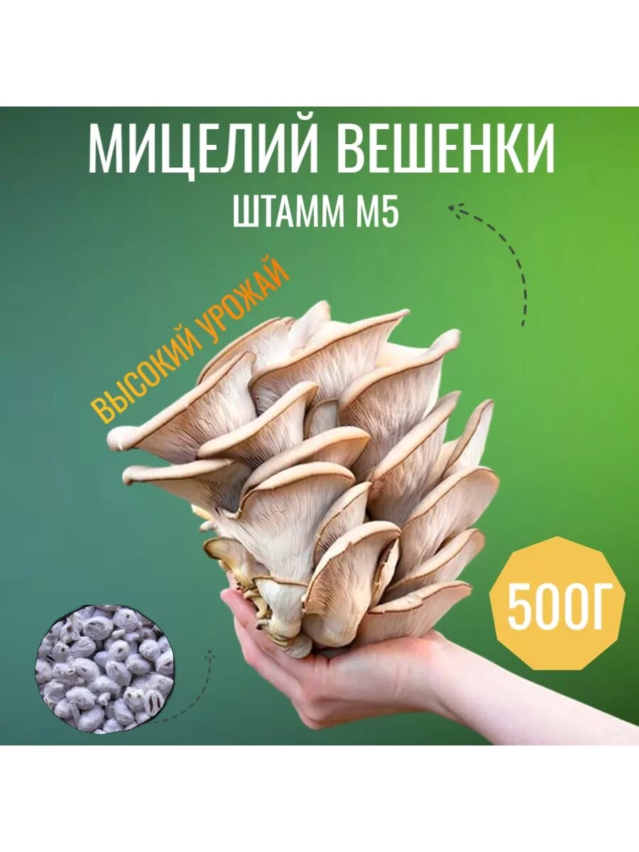 Мицелий грибов вешенка зерновой (штамм M5) - 500 гр грамм