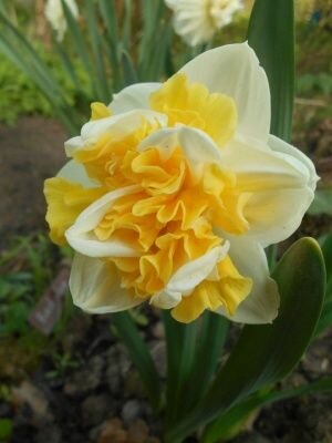 Нарцисс Д-р Виттевеен 5шт