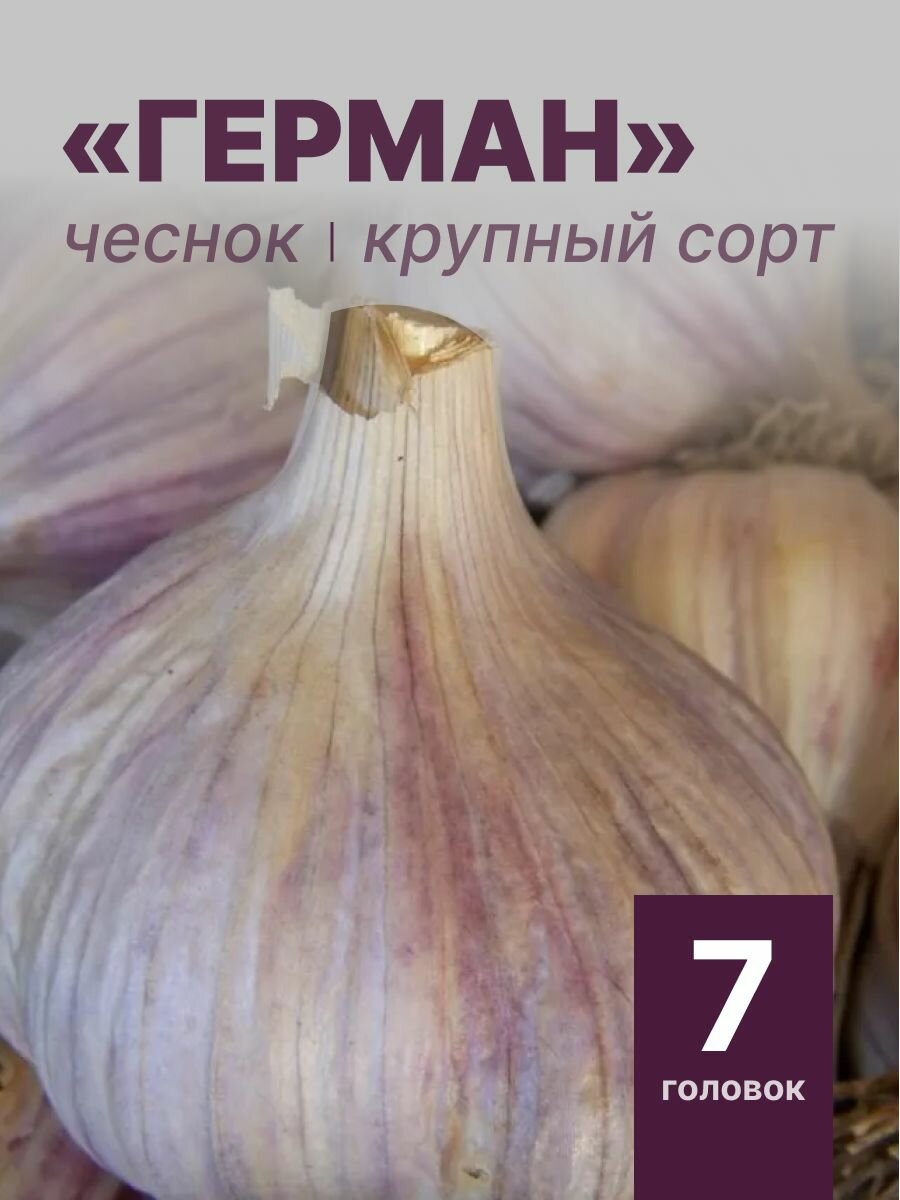 Гигантский чеснок Герман на посадку 7 головок
