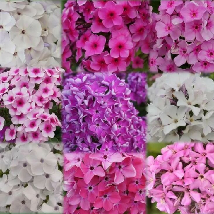 Набор флоксов бело-розовые цвета 9 штук