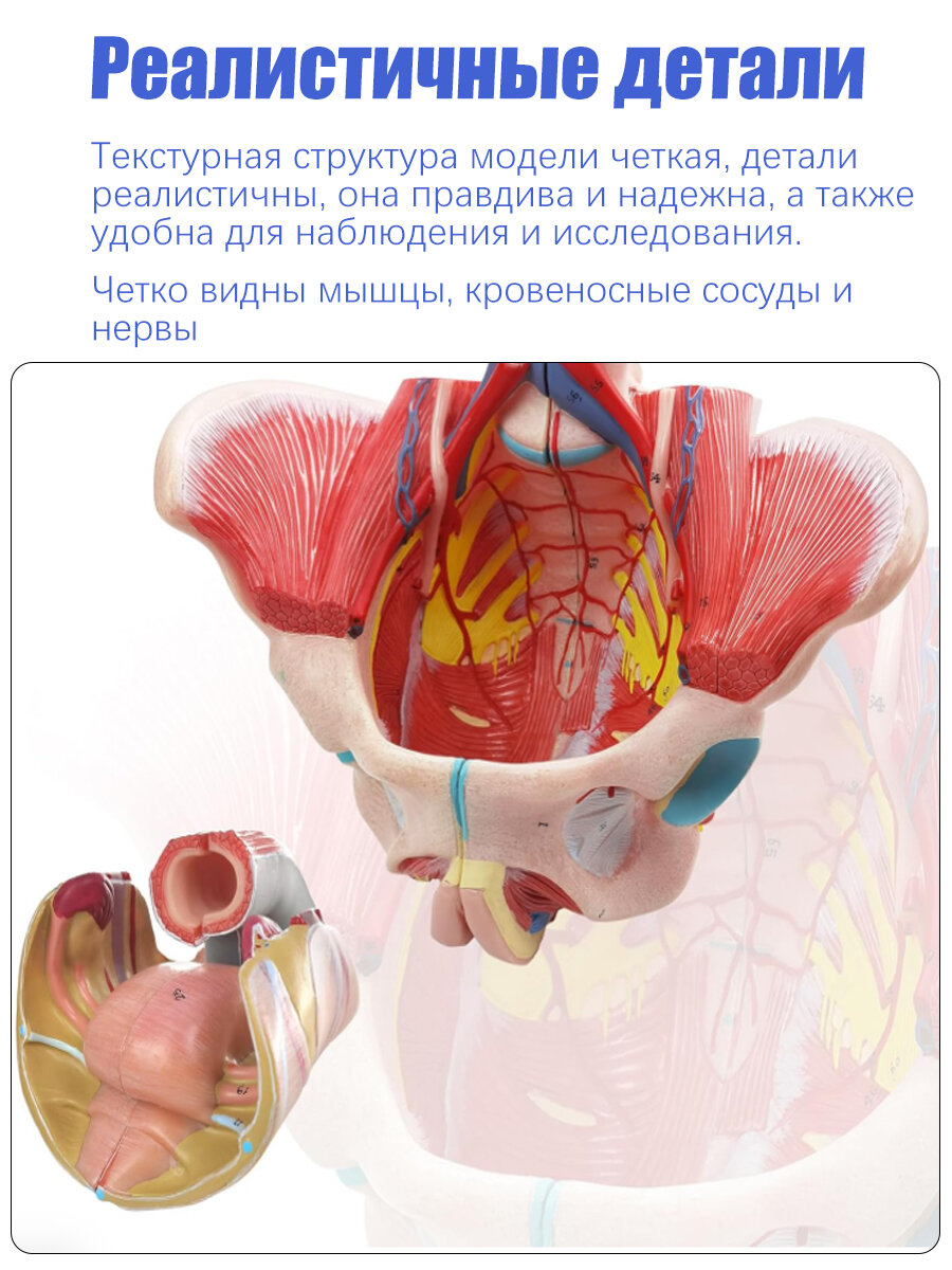 Анатомическая модель — фото 1