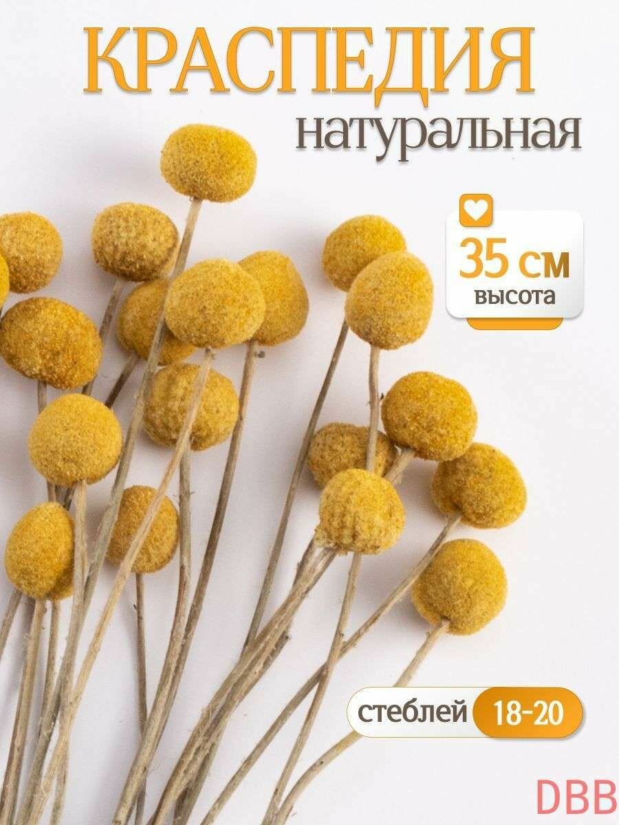 Краспедия натуральная Сухоцветы