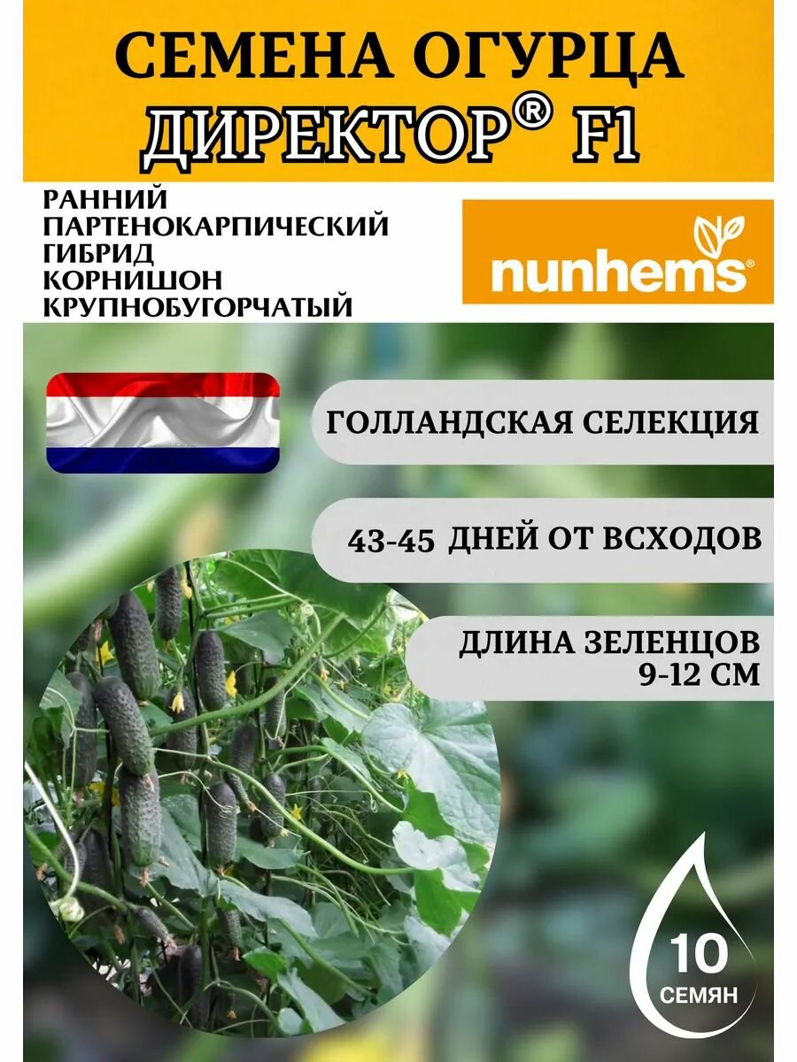 Семена огурца Nunhems Директор F110 семян партенокарпические высокоурожайные