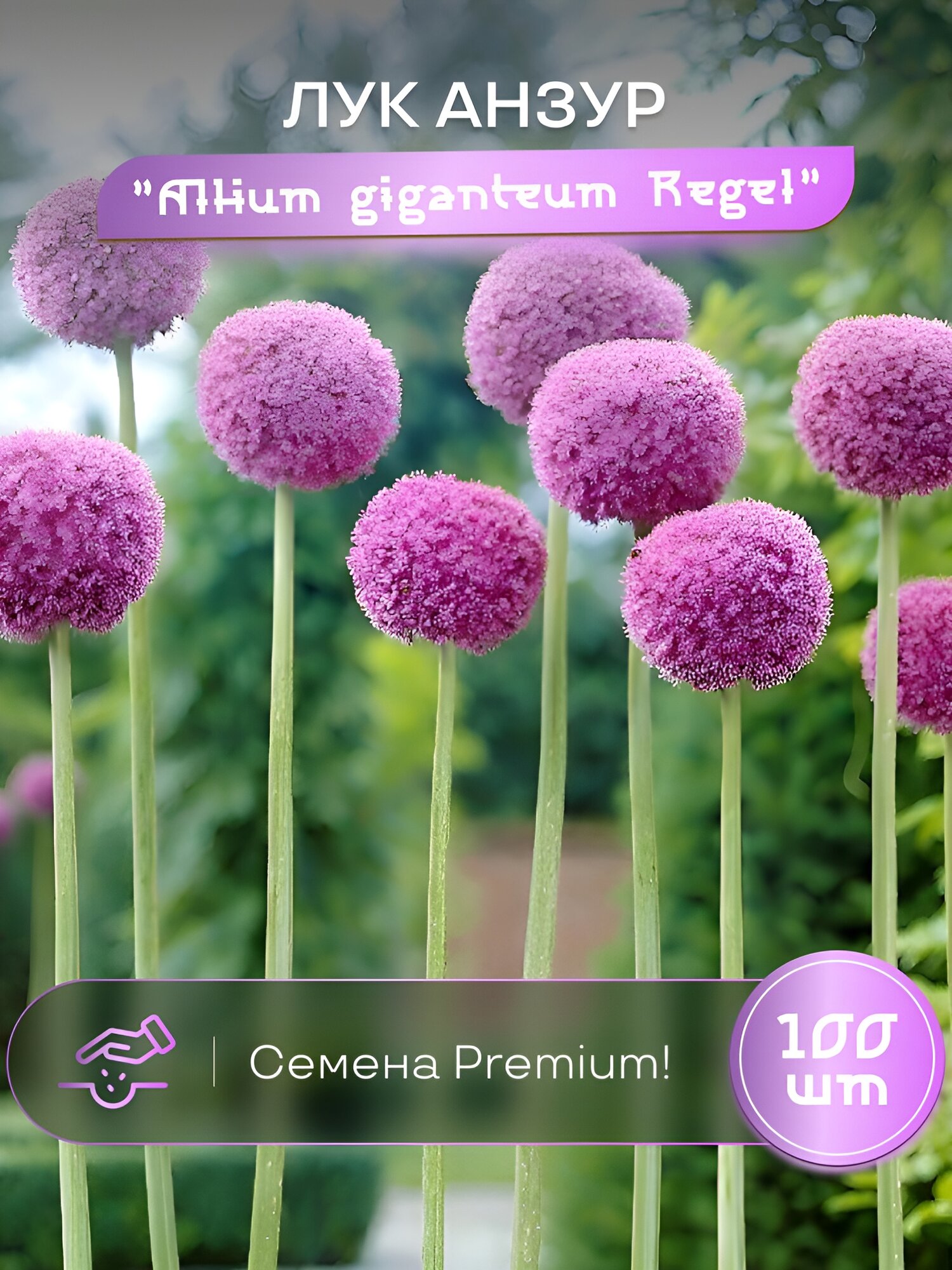 Лук Аллиум декоративный фиолетовый горный анзур семена 100 шт