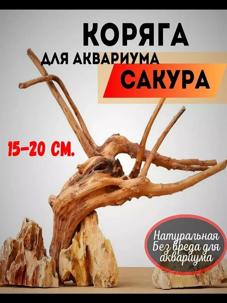 Коряга для аквариума натуральная/Коряга натуральная Сакура/Декорация для аквариума и террариума.