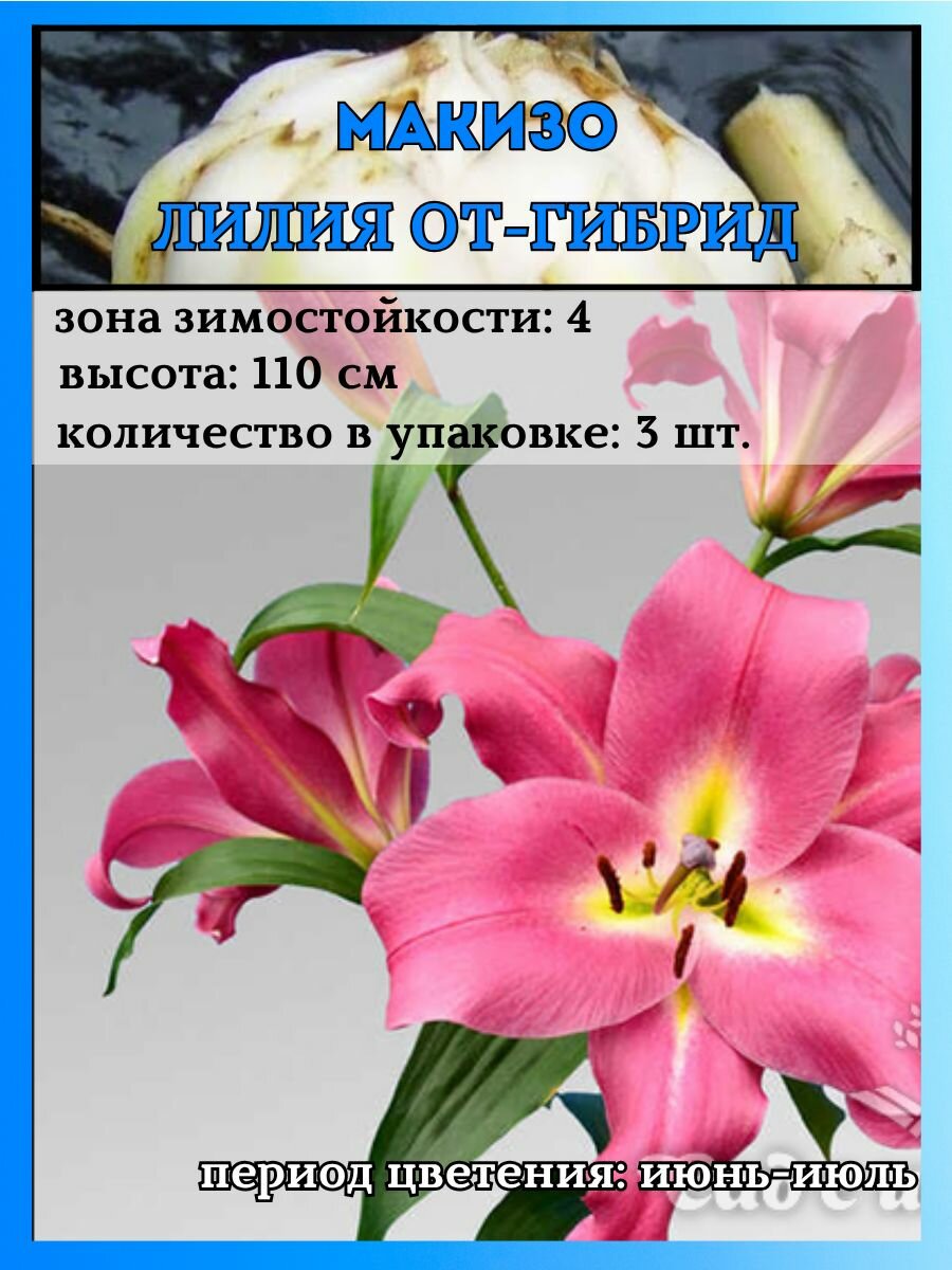 Лилия от-Гибрид, Леди Алиса, луковицы 3 штуки