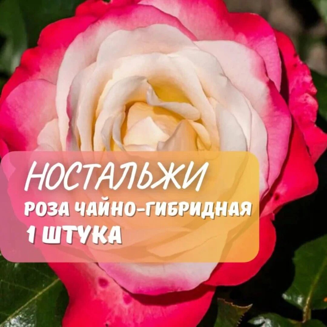 Роза чайно-гибридная Ностальжи (Nostalgie) / 1 шт, повторноцветущий сорт
