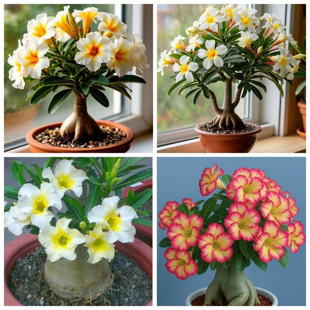 Адениум бонсай микс сортов, семена