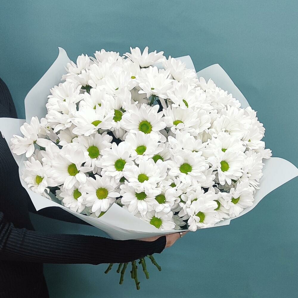 Букет хризантем "Белоснежный", монобукет, 11 шт, высота 50см, в пленке, с бантом