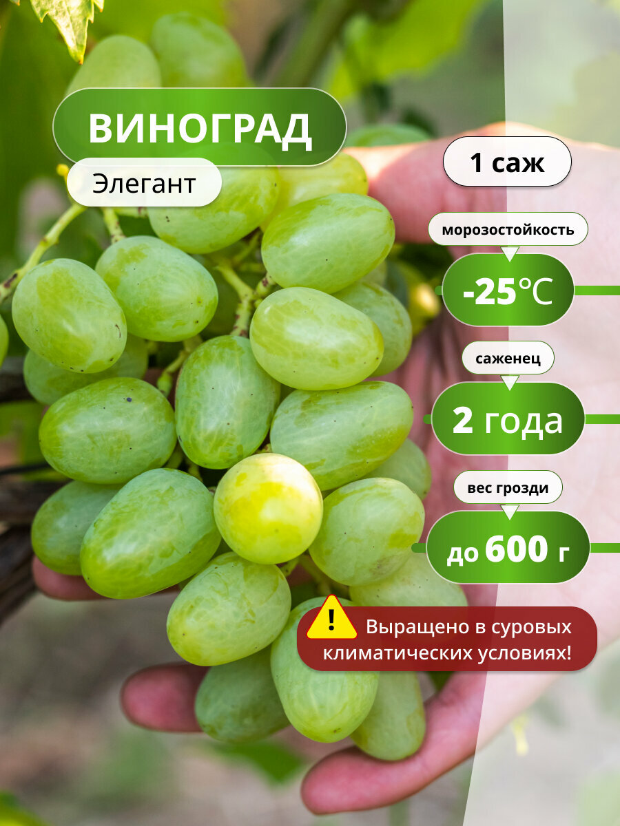Виноград Элегант, столовый, 1 шт, зеленый, морозостойкий сорт