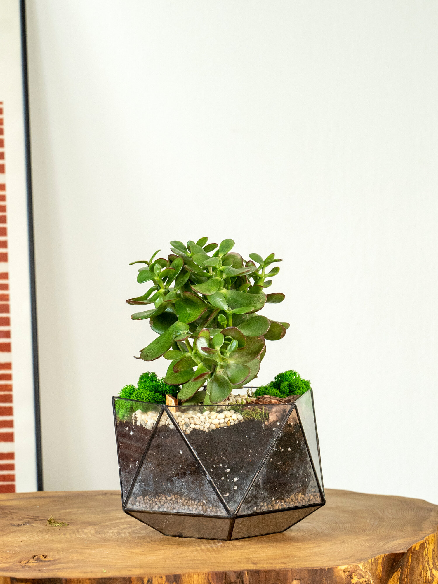 Geo Glass: Денежное дерево , стеклянный горшок , крассула во флорариуме 30 см