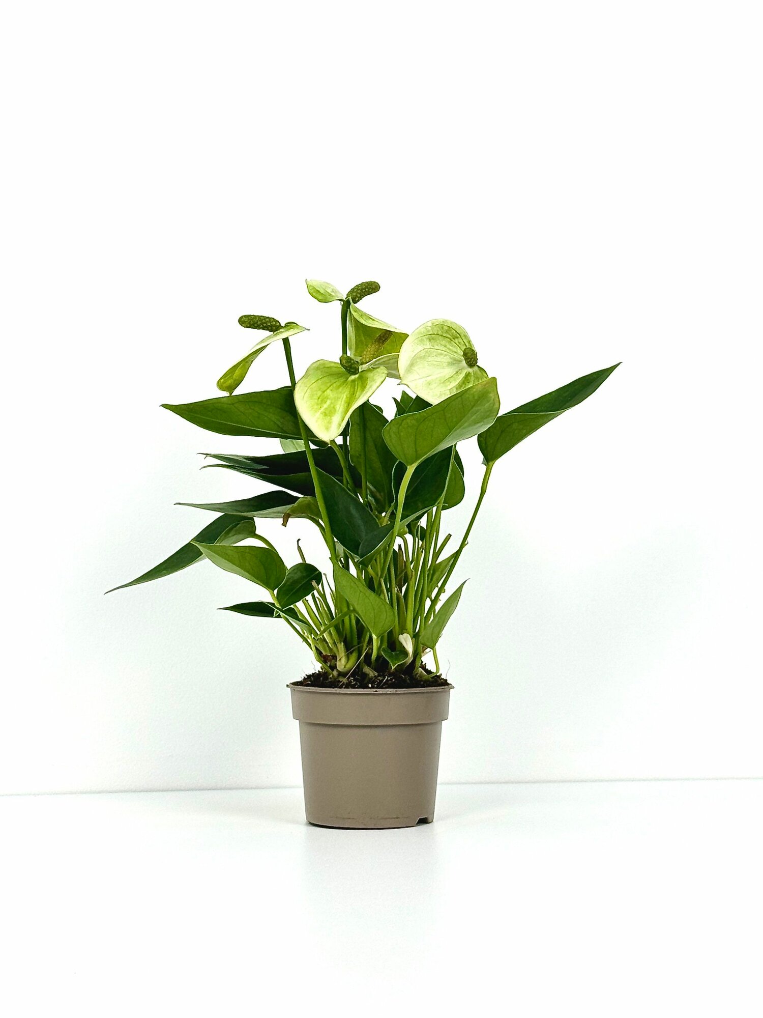 Антуриум белый в кремовом керамическом горшке с поддоном, высота 30-35см