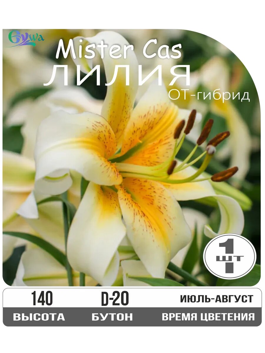 Лилия луковицы многолетние Мистер Кас, от-гибрид, 1шт.