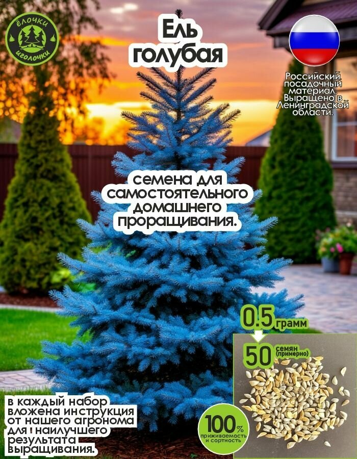 Семена, Ели Голубой , 0,5 грамм (50 семян)