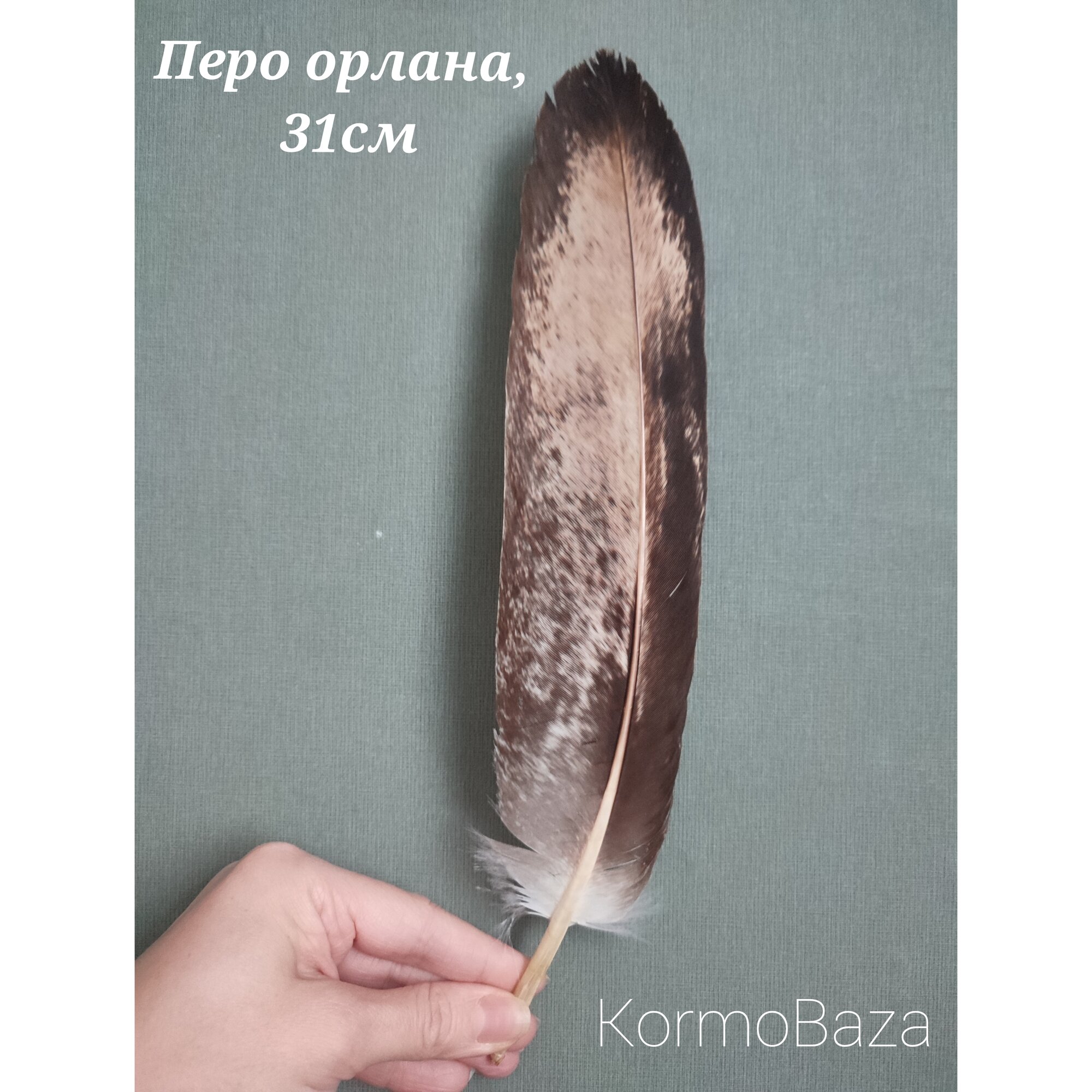 Настоящее перо хищной птицы (орлан), 31см
