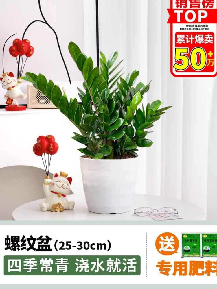 Горячая распродажаДенежное дерево, зеленое растение для интерьера, легкое в уходе, цветок для офиса, счастливое дерево, большой цветочный горшок, денежная гирлянда