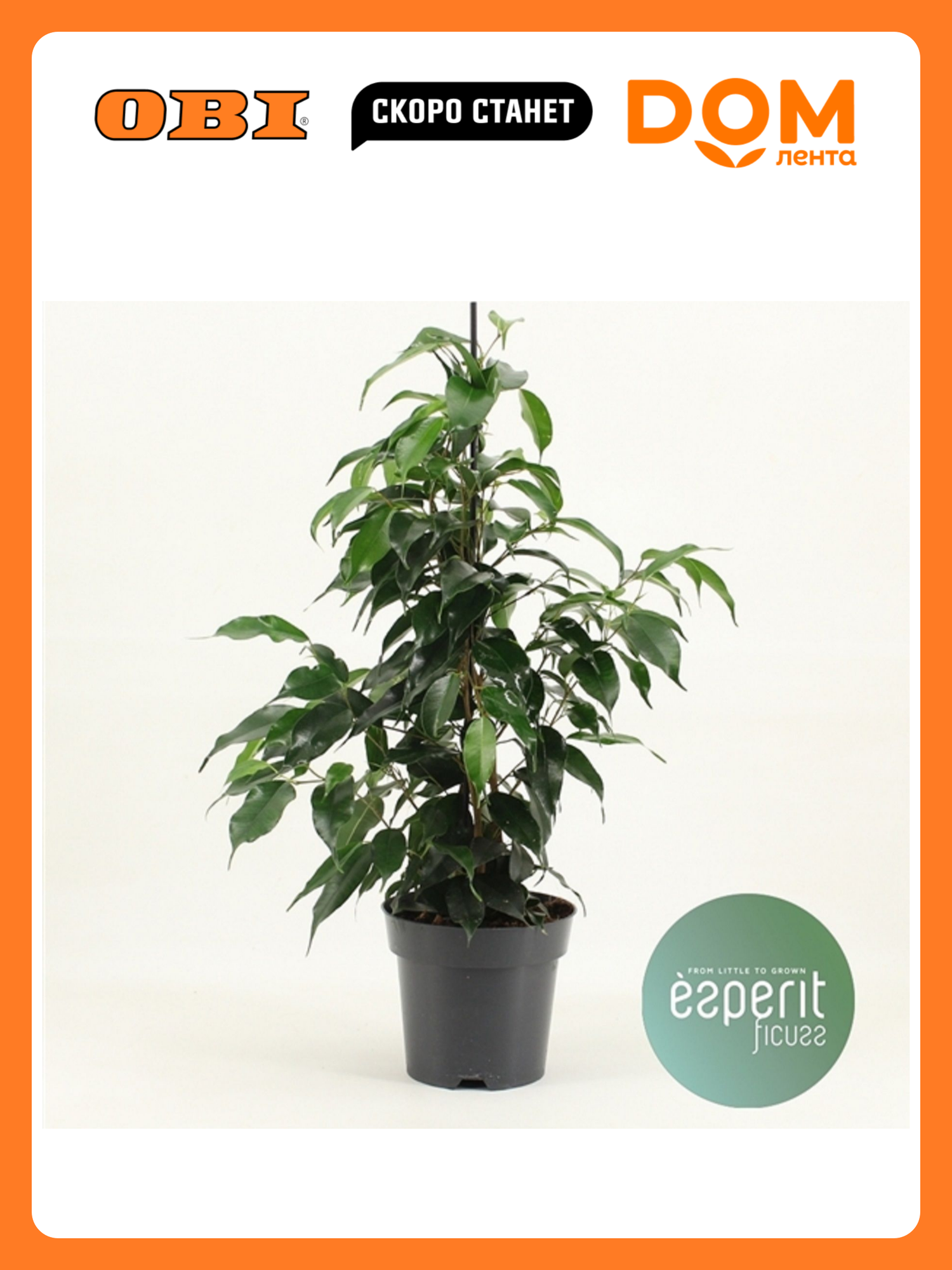 Фикус Бенджамина Даниэль, декоративно-лиственный, высота 50 см, диаметр горшка 14 см