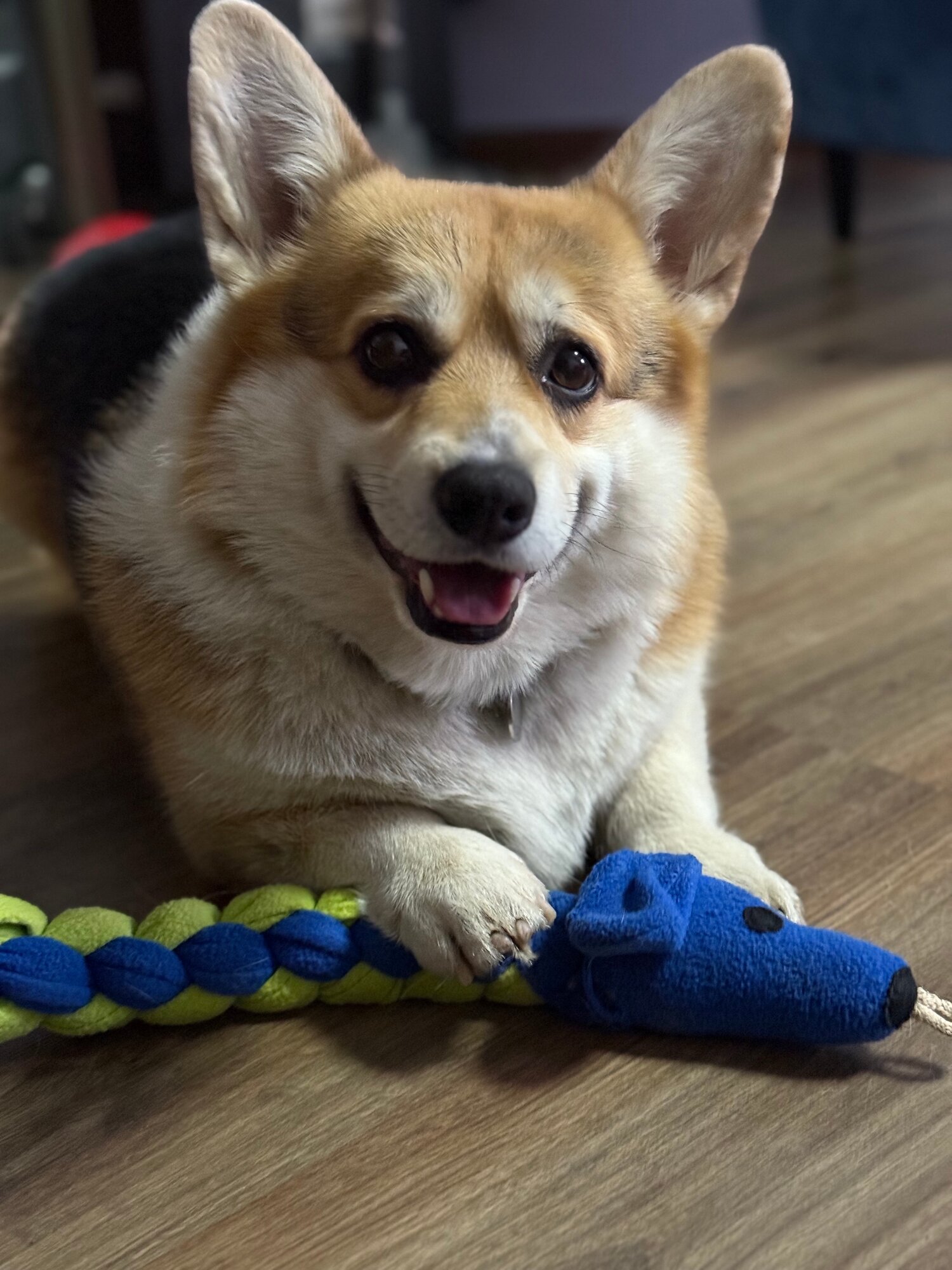 Игрушка для собак ухватка, синий