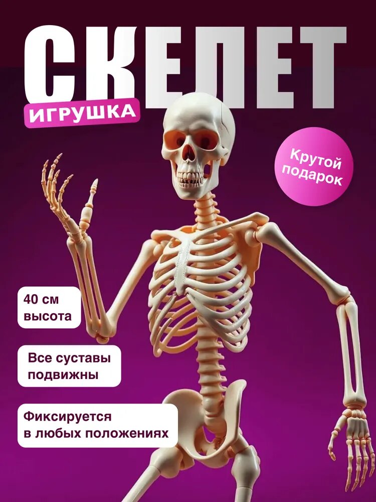 Скелет человека игрушка подвижный, фигурка анатомическая 35см