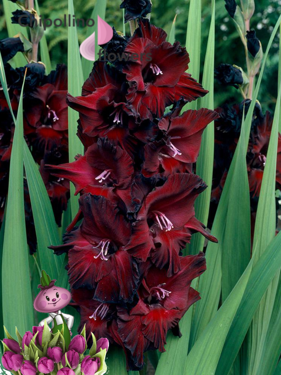 Луковицы цветов, chipollino flowers, Гладиолус BLACK STAR (5 луковиц)